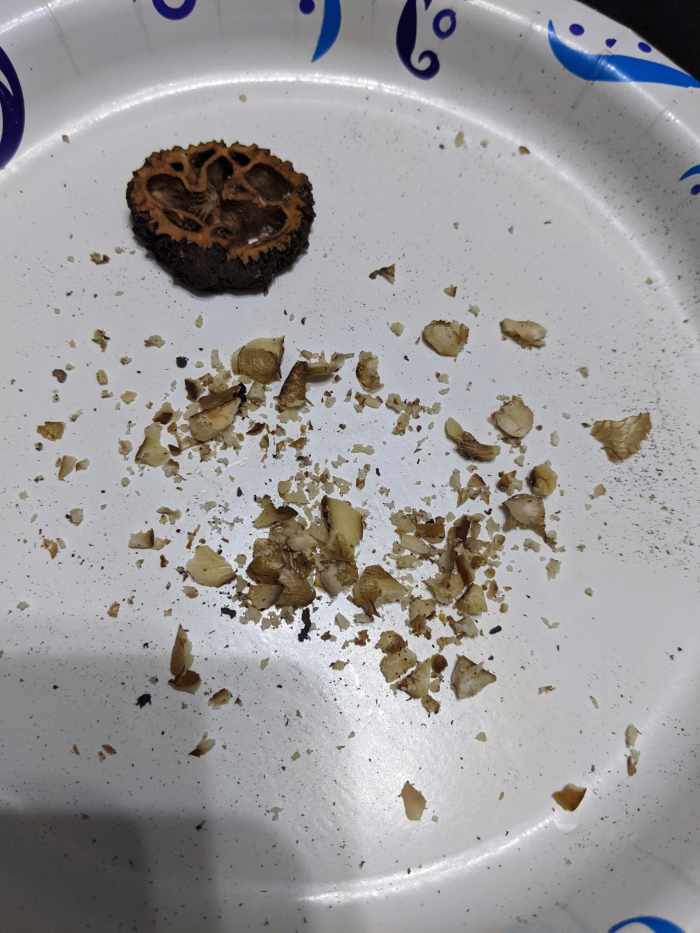 Black Walnuts - Picking the Nutmeats - HubPages