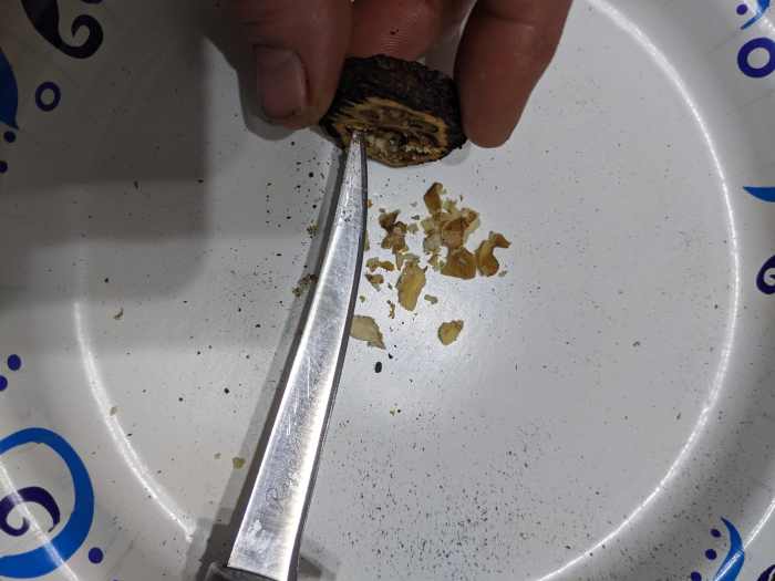 Black Walnuts - Picking the Nutmeats - HubPages