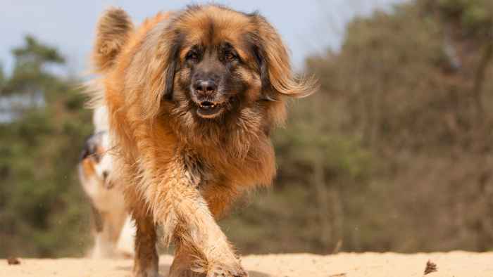 11 Dogs That Look Like Lions - HubPages