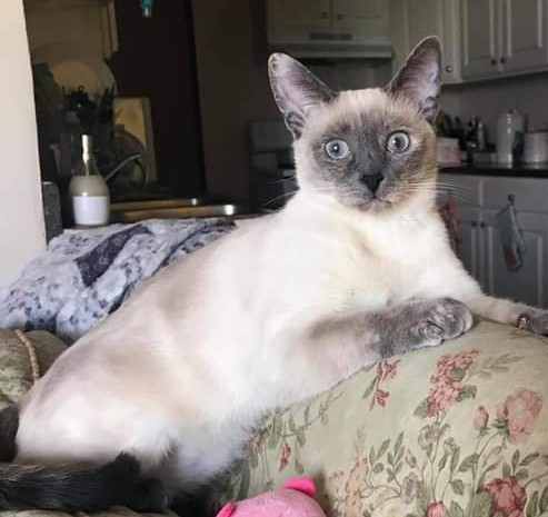 How to be a cat parent - HubPages