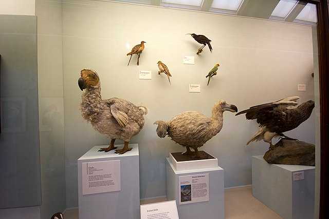 Dodo: Extinction of a Helpless Bird - HubPages