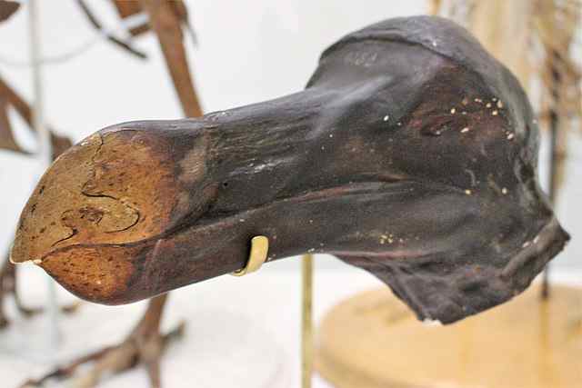 Dodo: Extinction of a Helpless Bird - HubPages
