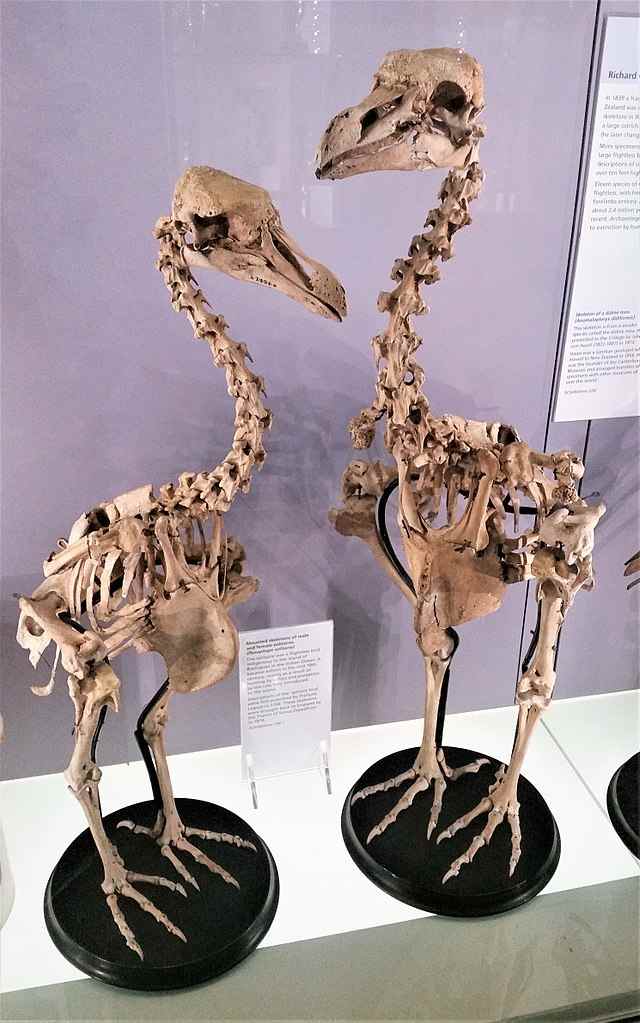 Dodo: Extinction of a Helpless Bird - HubPages