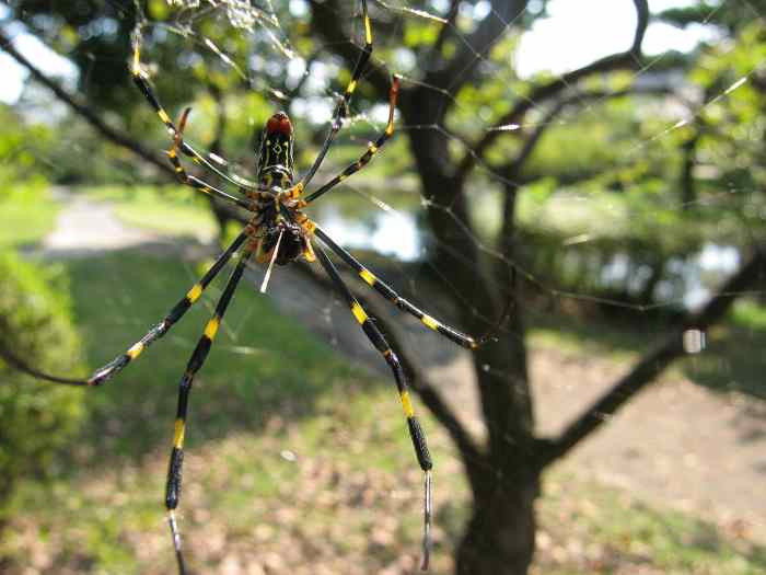 Facts About Joro Spiders: Interesting and Problematic Animals - Owlcation