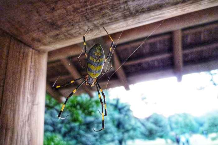 Facts About Joro Spiders: Interesting and Problematic Animals - Owlcation