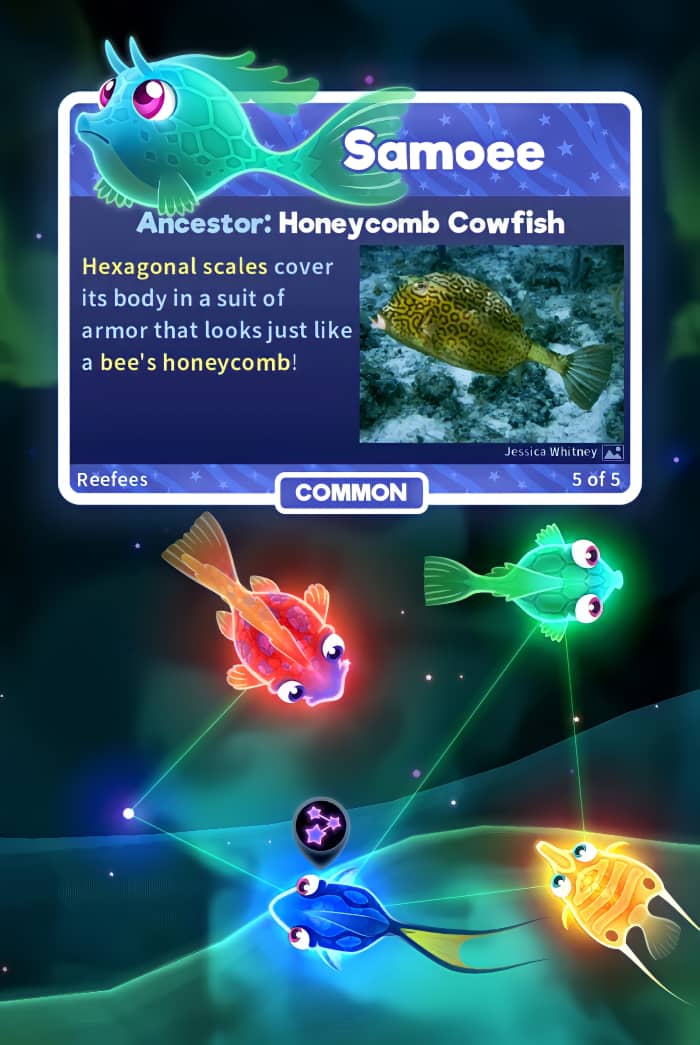 Super Starfish Review - HubPages