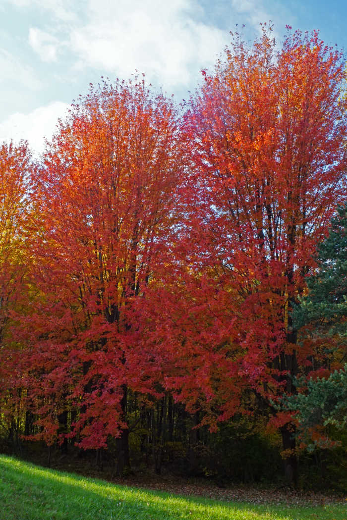 Identifying 13 Common Native Michigan Trees Showing Autumn Colors ...