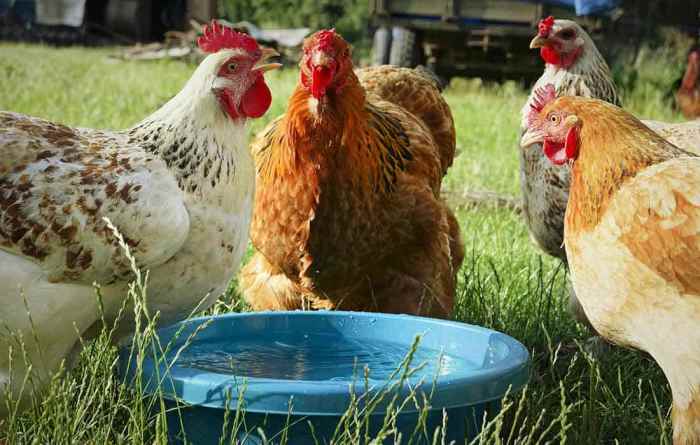Essential Food Supplements for Hens - HubPages
