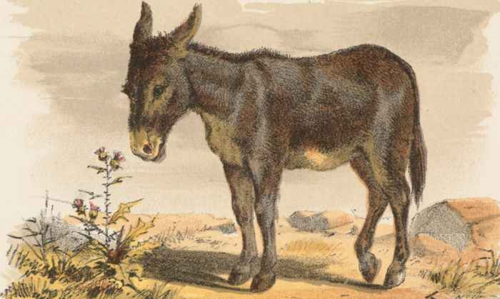 This is the Stable - HubPages