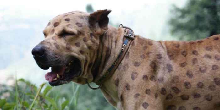 Bully Kutta (Indian Mastiff) Dog Breed Information, Facts ...