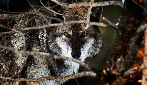 Timber Wolf of the North Endangered or Not. Also Known As The Gray Wolf ...