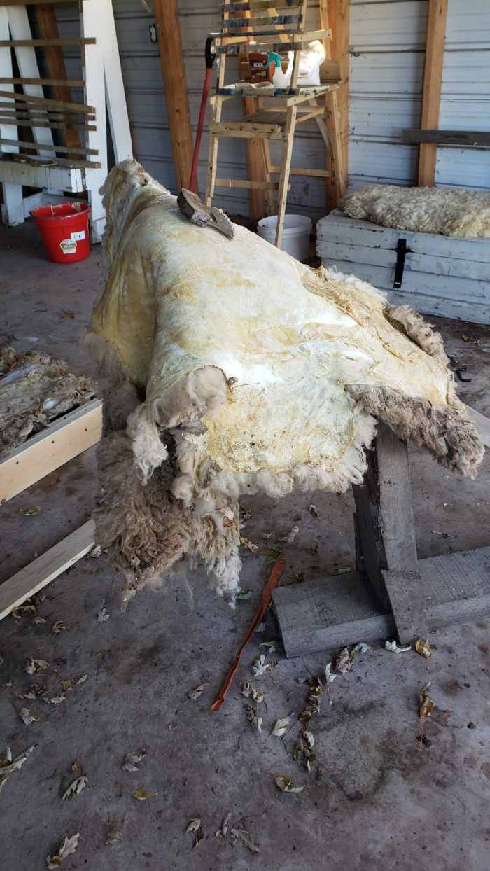 How to Easily Flesh a Hide for Tanning - HubPages