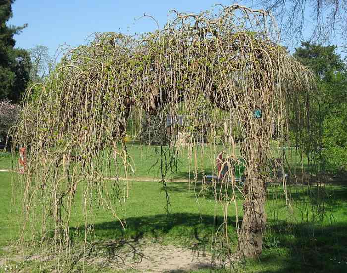 The Wide-Ranging Benefits of the White Mulberry Plant - HubPages
