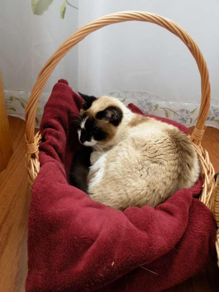 10 Ways to Pamper Your Cat - by the Cat - HubPages