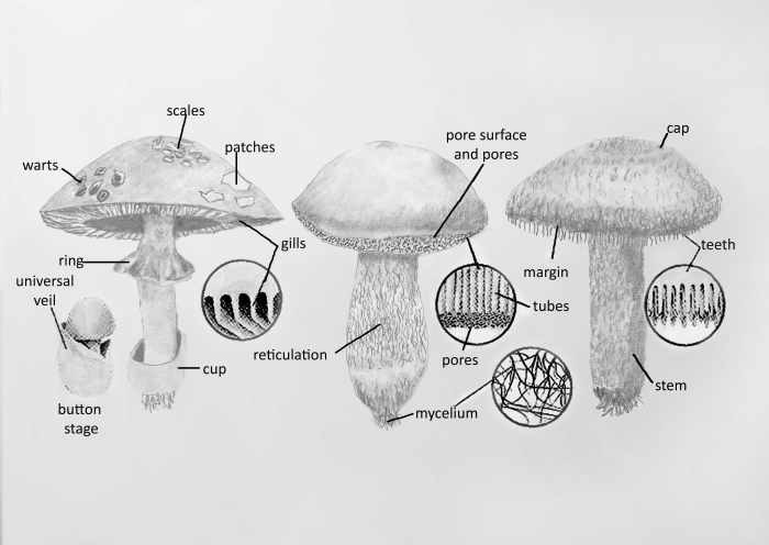 The ABCs of Identifying Mushrooms - HubPages