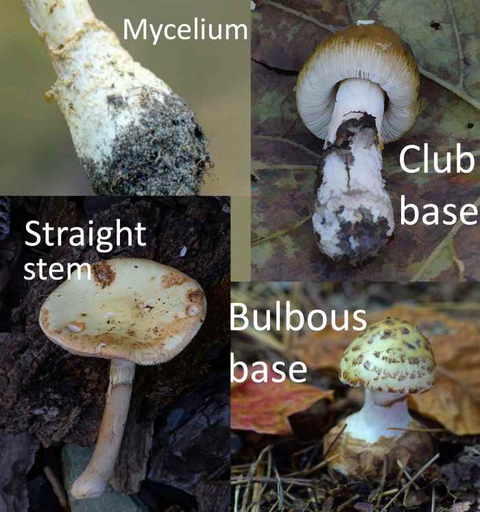 The ABCs of Identifying Mushrooms - HubPages