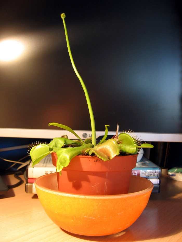 Flower and Flower Stem of the Flycatcher Venus - HubPages
