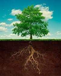 Be Rooted - LetterPile