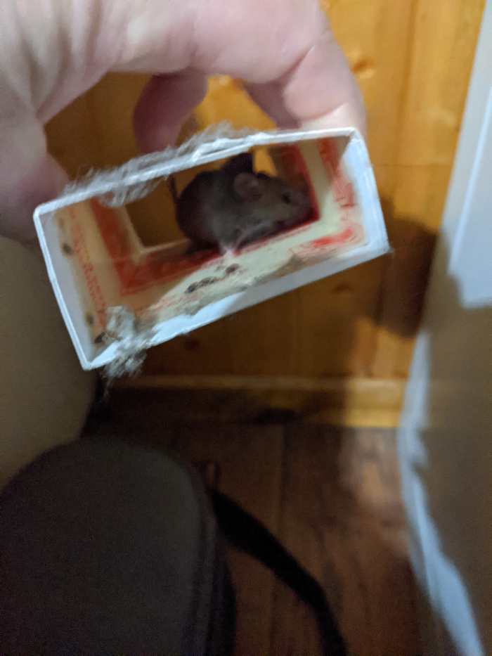 Mice - Using a Sticky Trap by Catchmaster - HubPages