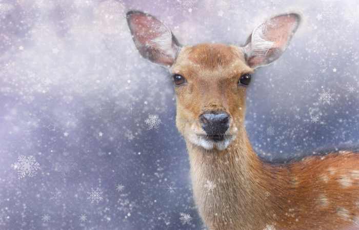 The Chief Snowflake Inspector - HubPages