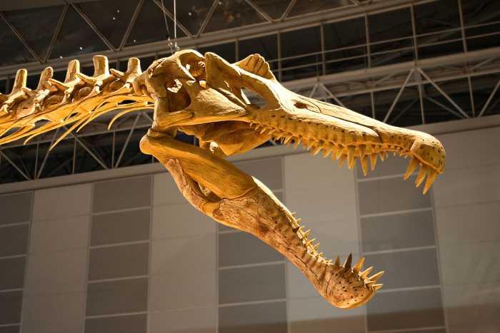 Spinosaurus - HubPages