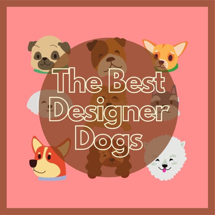 The 10 Most Popular Small Designer Dogs - HubPages