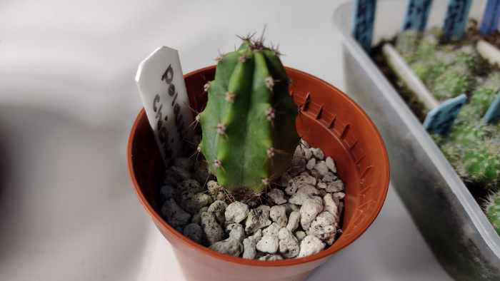 How to Grow Cactus From Seed (With Demo Video and Tips) - Dengarden