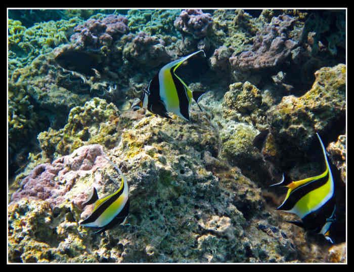 10 Hardest Marine Fish to Care For - HubPages