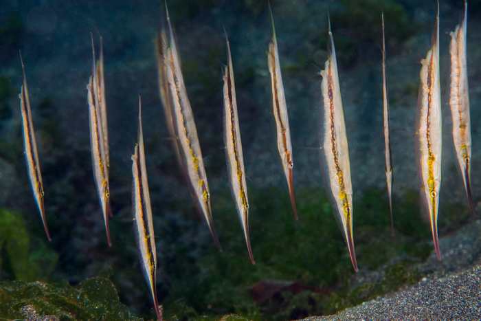 10 Hardest Marine Fish to Care For - HubPages