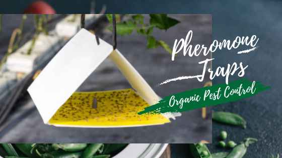 The Best Organic Pest Control Methods for Your Garden - HubPages