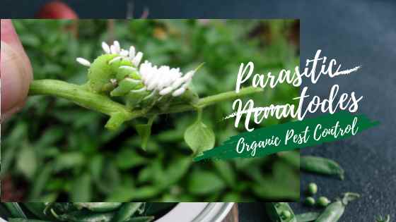 The Best Organic Pest Control Methods for Your Garden - HubPages