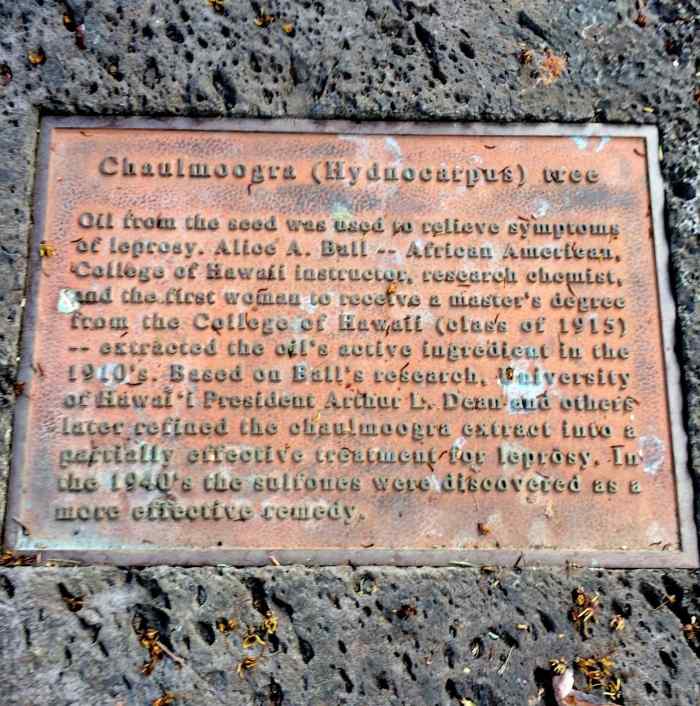 The Pioneer Of Leprosy Treatment: Alice Augusta Ball - HubPages