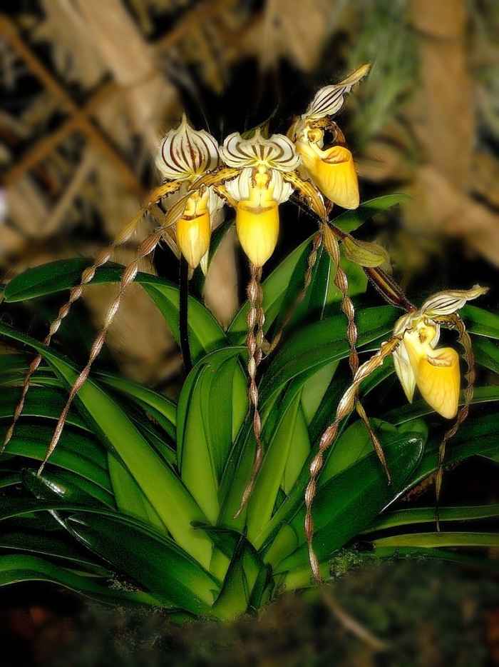 20 Most Beautiful Native Flowers of the Philippines - HubPages