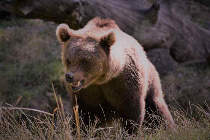 The Bear That Wasn't - LetterPile