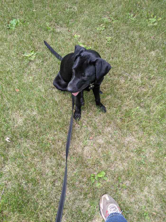 Labrador Retriever 7 Month Old Puppy - HubPages