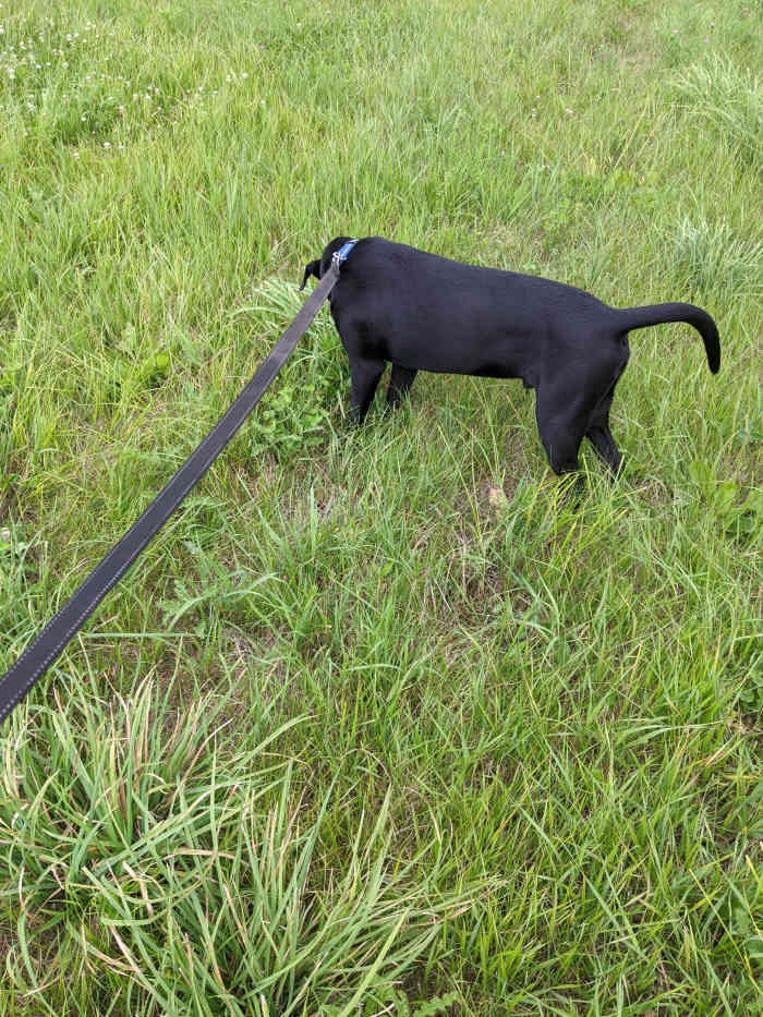 Labrador Retriever 7 Month Old Puppy - HubPages