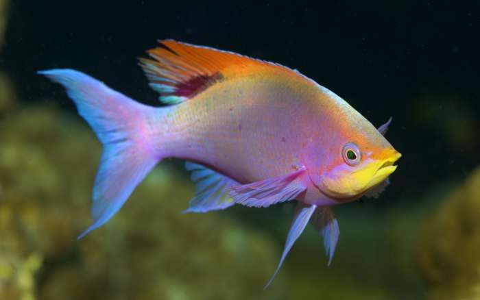 Fish Personalities: The Good, the Bad, and the Ugly - HubPages