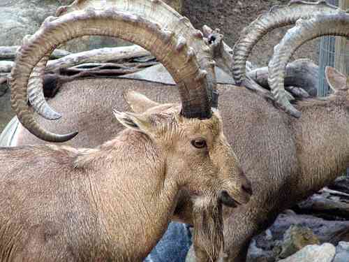 The Best Zoo In The World - HubPages