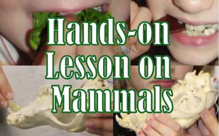 Mammals Lesson Plan - HubPages