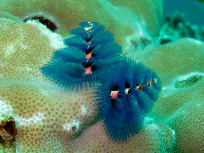 5 Interesting Sea-Dwelling Creatures (With Photos) - HubPages
