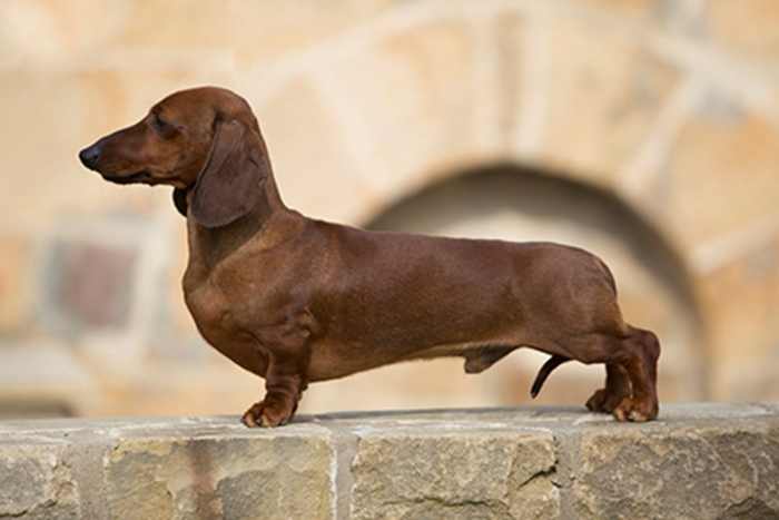 20 Dog Breeds Best Suited for South Indian Climate - HubPages