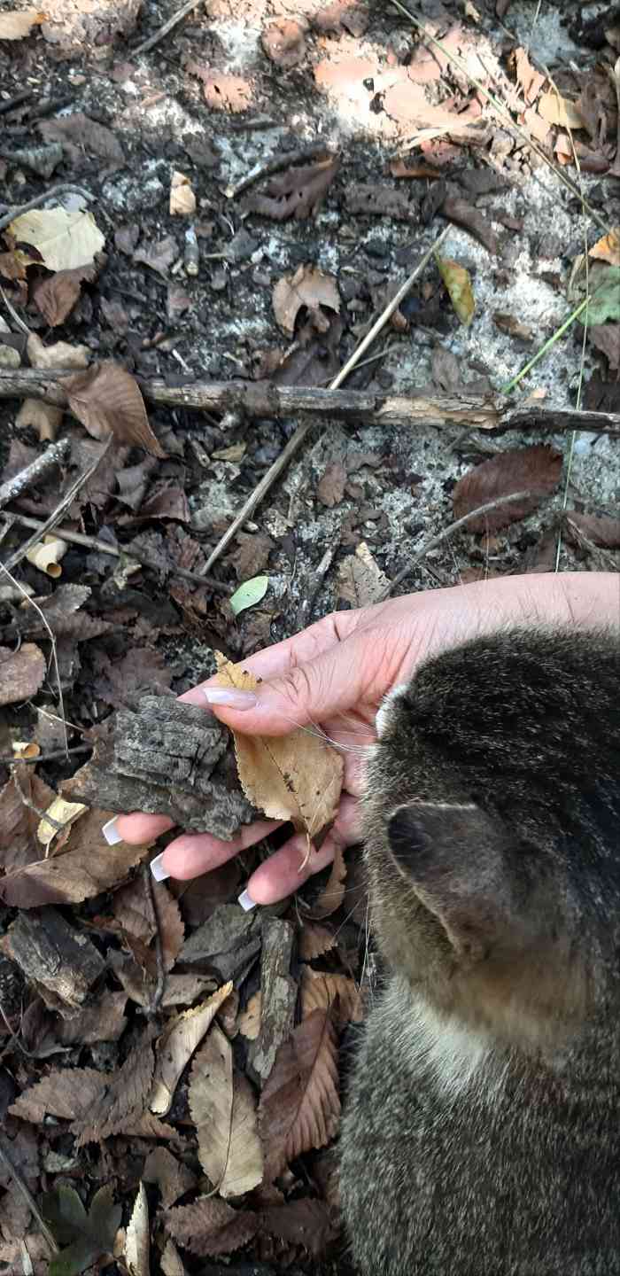 Trembling Love - LetterPile