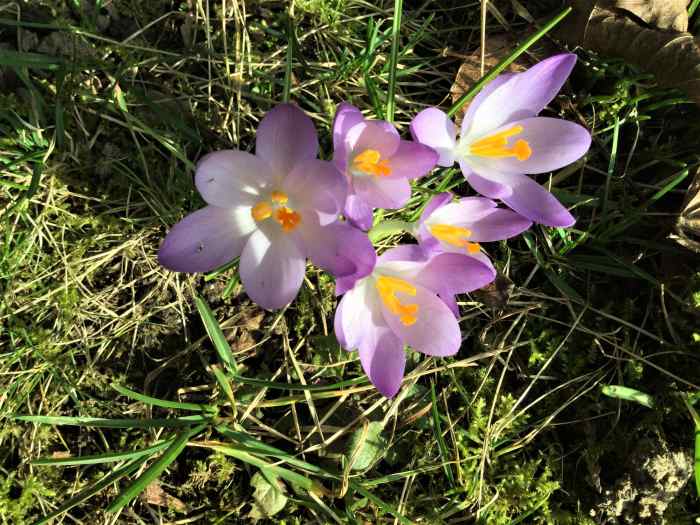 Spring Flowers of the Pacific Northwest: Facts and Photos - Owlcation