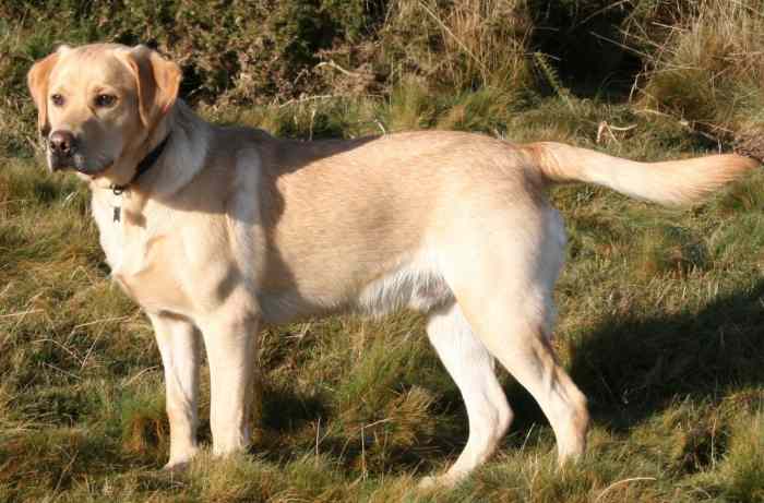 11 Dog Breeds Best Suited for Indian Climate - HubPages
