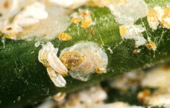 Killing Cycad Scale With Coffee Grounds - Dengarden