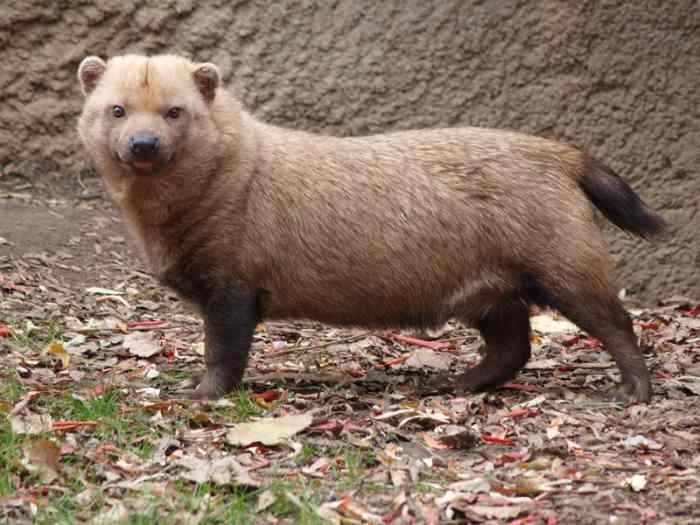 11 Wild Animals That Look Like Dogs - HubPages