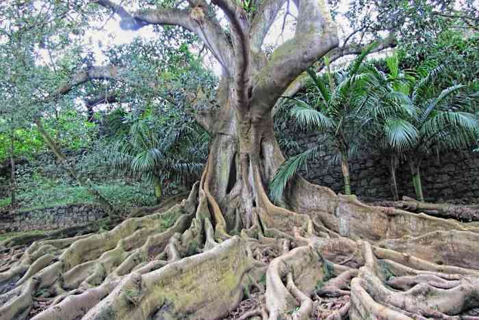 Strangler Figs: When Hugging Becomes Too Much - HubPages