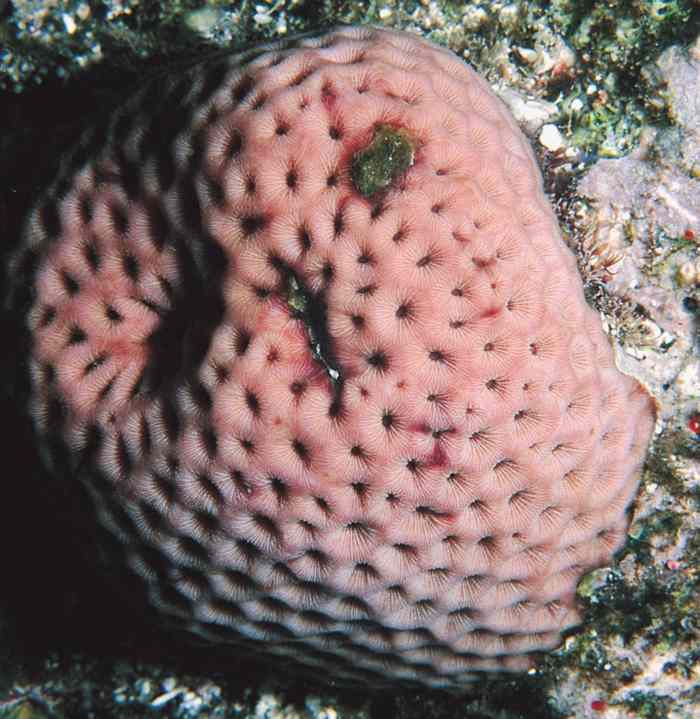 7 Star Corals Identification and Interesting Facts - HubPages