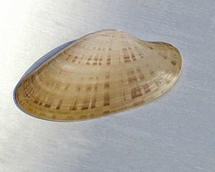 Clam Identification and Facts (From Cockles to Lucines) - HubPages