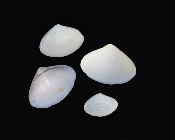 Clam Identification and Facts (From Arks to Tellins) - HubPages